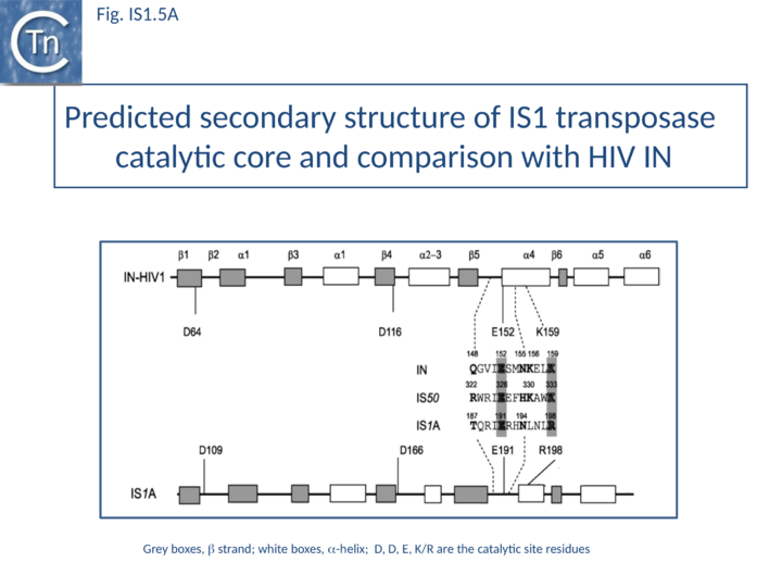 IS Families/IS1 family - TnPedia